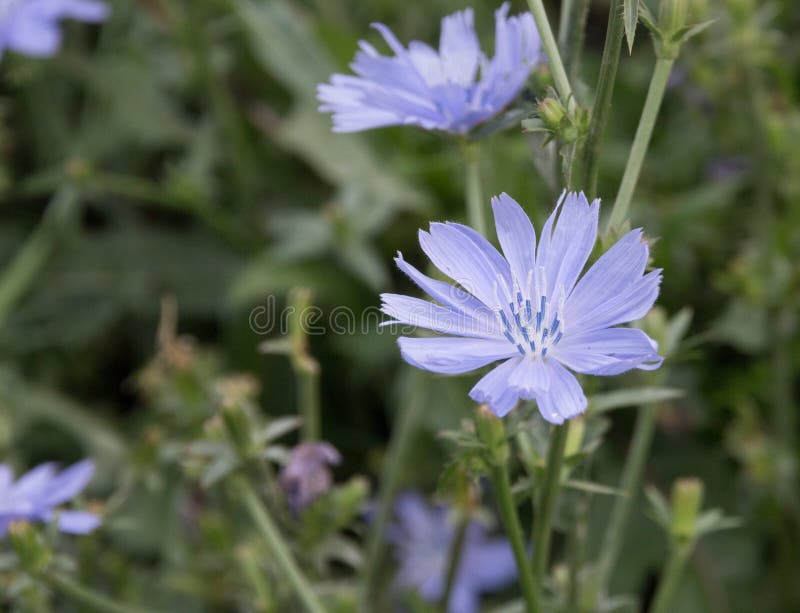 Light Blue Cichorium Flower on the Meadow Stock Image - Image of flower ...
