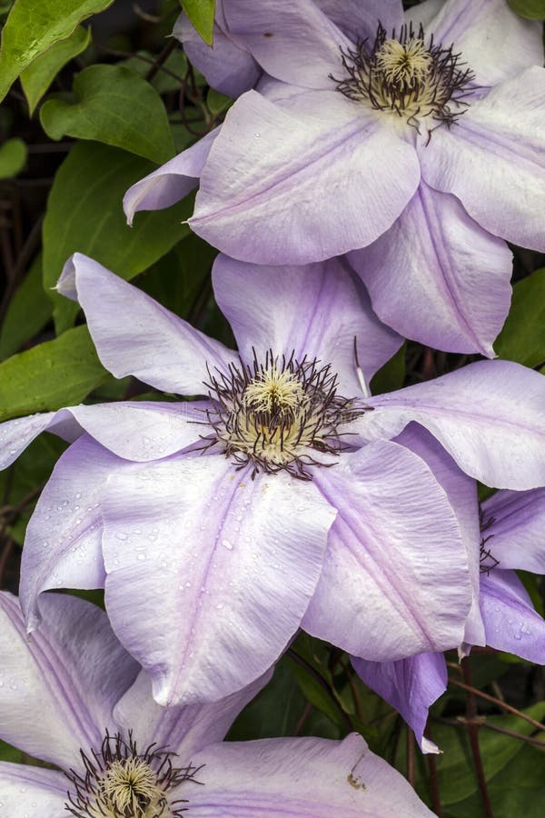 Light blue Clematis stock image. Image of spring, ranunculaceae - 25416549