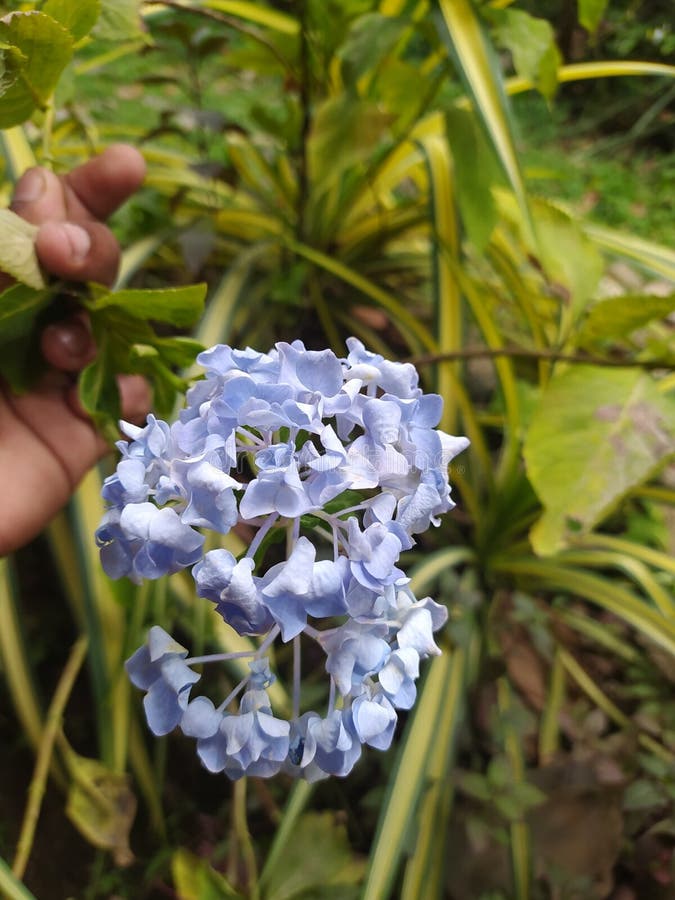 Light Blue Color Flowers on the Garden Stock Photo - Image of flowers ...