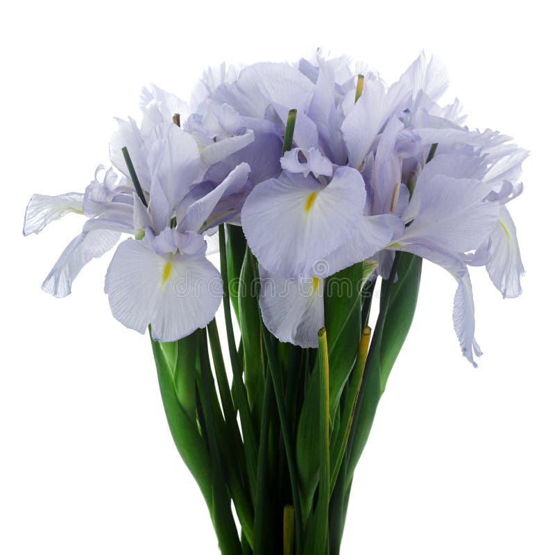 Light Blue Colored Iris Flower Isolated on White Background. Stock ...
