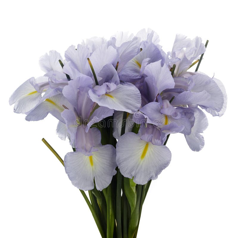 Light Blue Colored Iris Flower Isolated on White Background. Stock ...