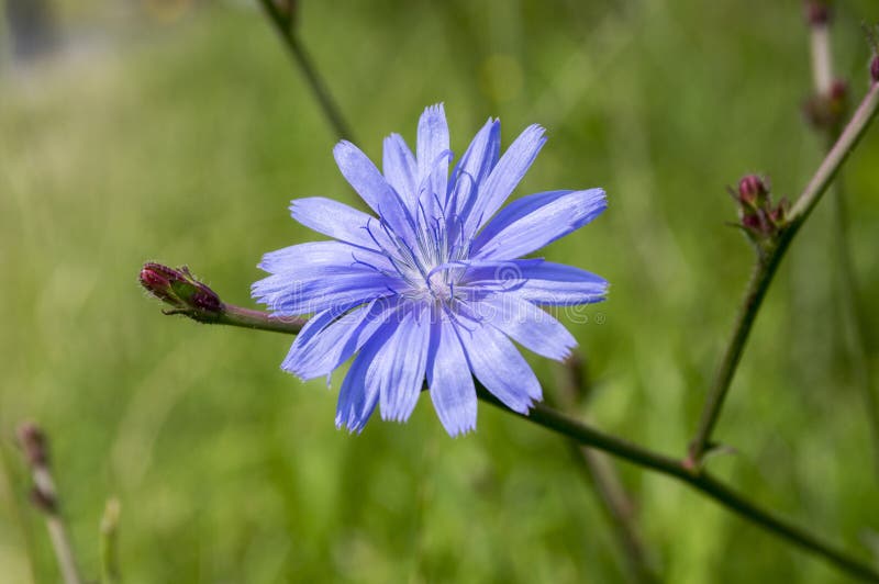 Light Blue Common Chicory in Bloom Stock Photo - Image of endive ...