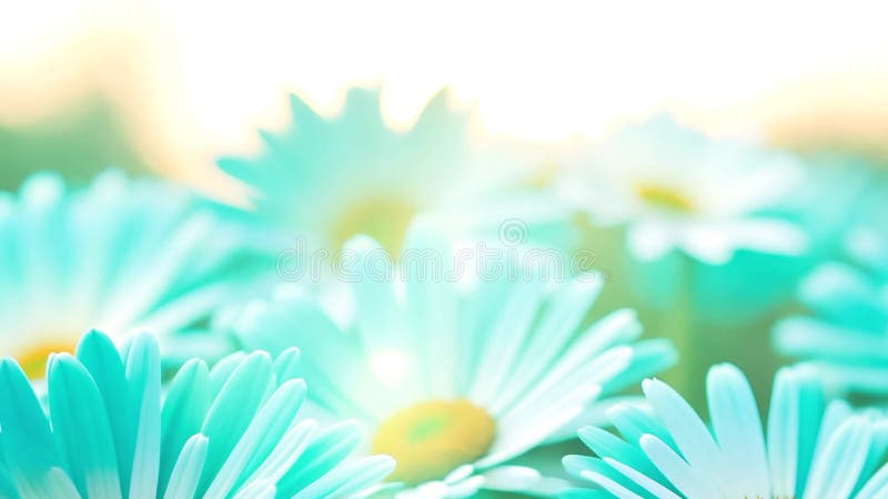 Light Blue Daisies are Creating a Beautiful Soft Floral Background with ...