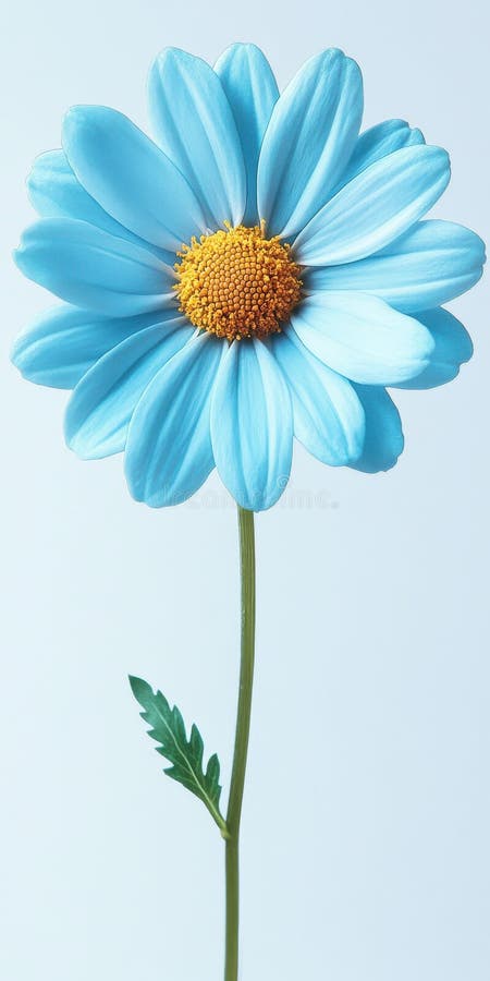 Light Blue Daisy Flower with Yellow Center on Light Blue Background ...