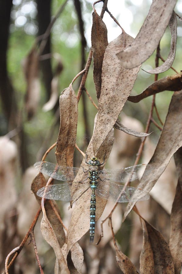 Light Blue Dragonfly on a Dry Eucalyptus Leave Stock Image - Image of ...