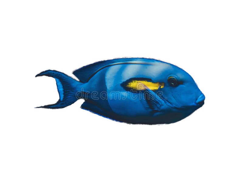 Light Blue Fish Beautiful Exotic Tropical Sea Fish and Snapper Fish on ...