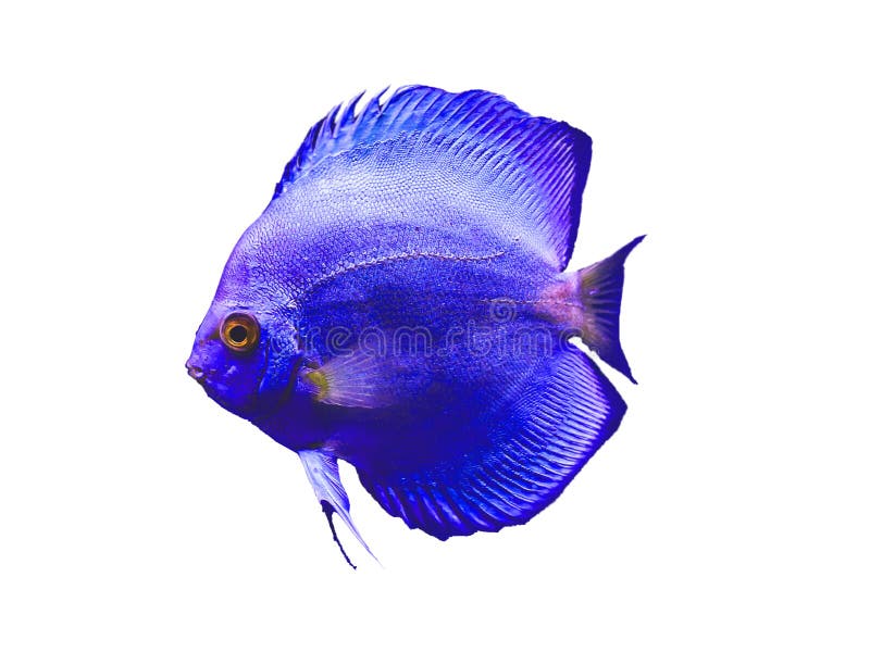 Light Blue Fish Beautiful Exotic Tropical Sea Fish and Snapper Fish on ...