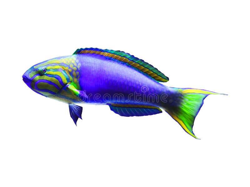 Light Blue Fish Beautiful Exotic Tropical Sea Fish and Snapper Fish on ...
