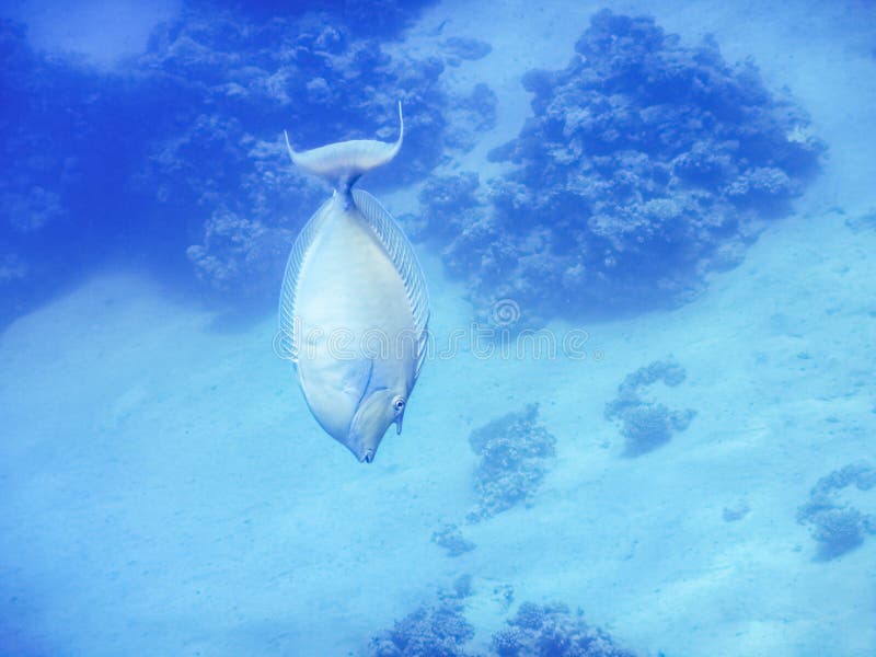 Light Blue Fish is Diving Down To the Bottom of the Sea Stock Photo ...