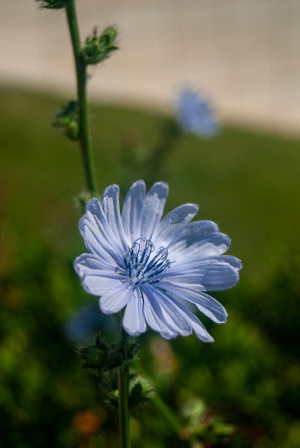 A Light Blue Chicory on the Side of the Pavement - Common Chicory ...