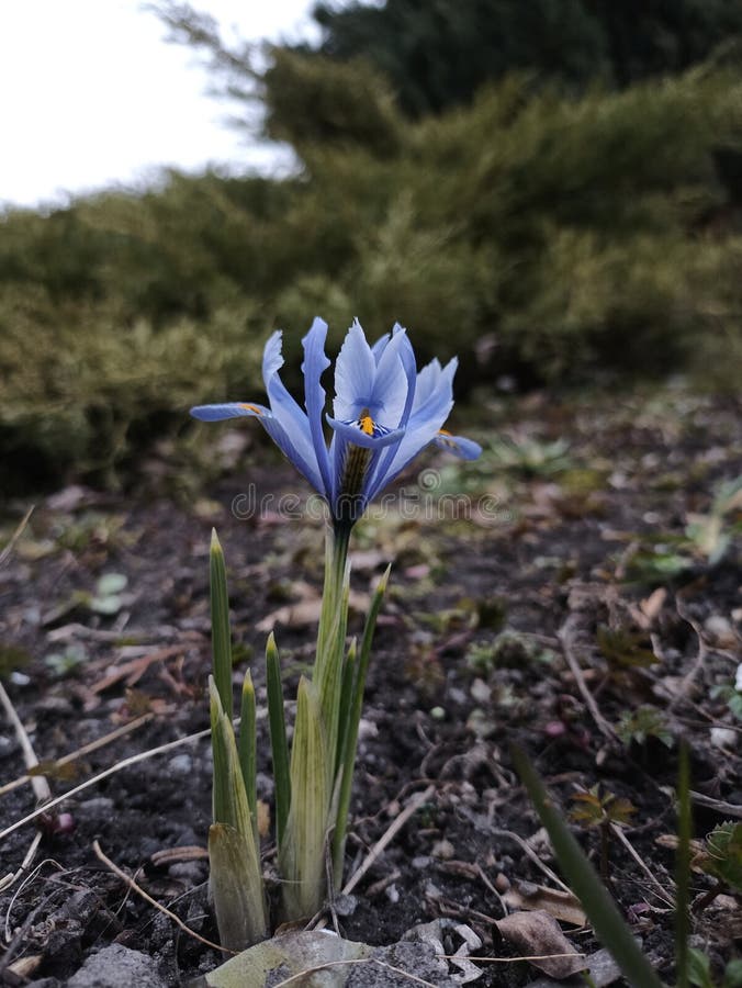 Light Blue Flower in the Ground Stock Image - Image of flower, blue ...