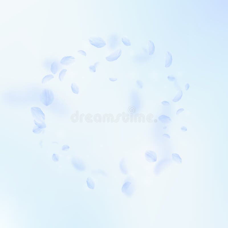 Light Blue Flower Petals Falling Down. Rare Romant Stock Vector ...