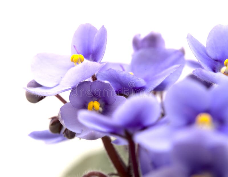 Blue African Violet on White Background Stock Photo - Image of fresh ...