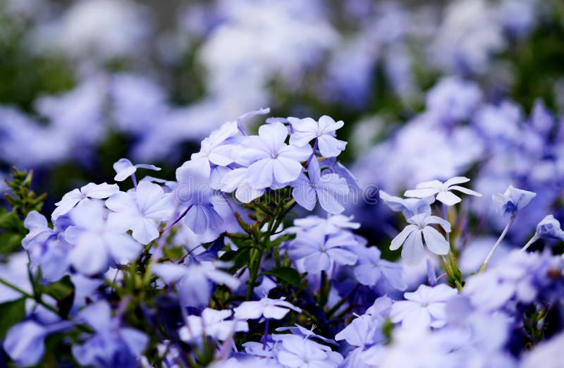 Light Blue Flower â€“ Plumbago Stock Photo - Image of auriculata ...