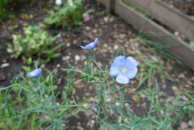 Light Blue Flowers of Common Flax Stock Image - Image of inflorescence ...
