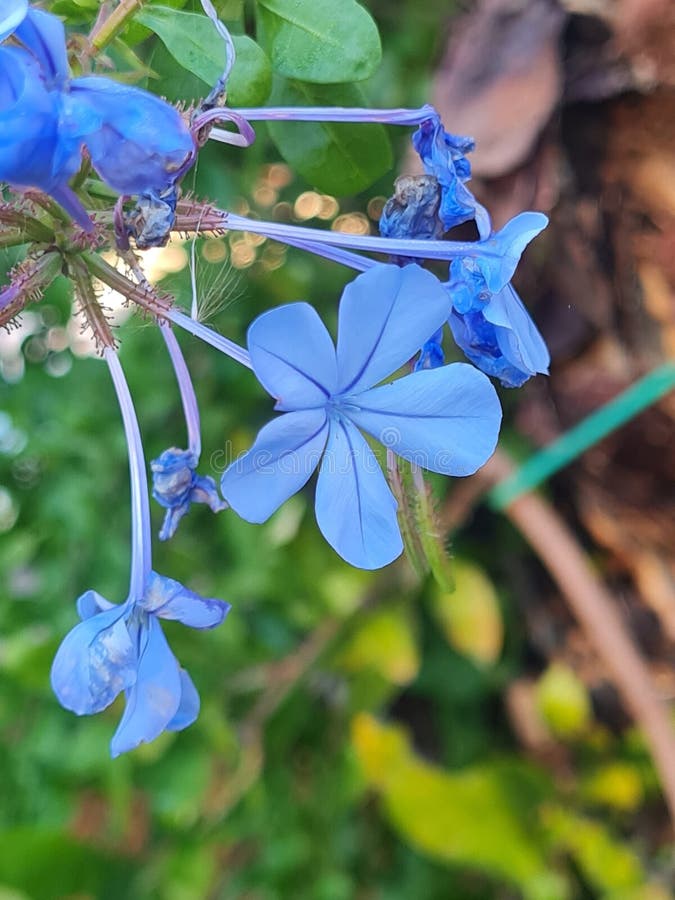 Light Blue Flowers in Nature Stock Image - Image of purple, insect ...