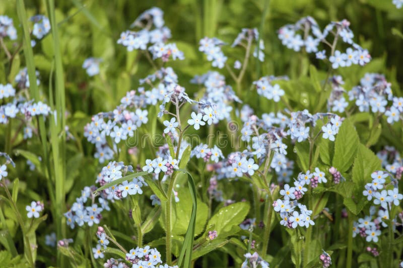 .light Blue Forget-me-not Flowers on a Green Background Stock Photo ...