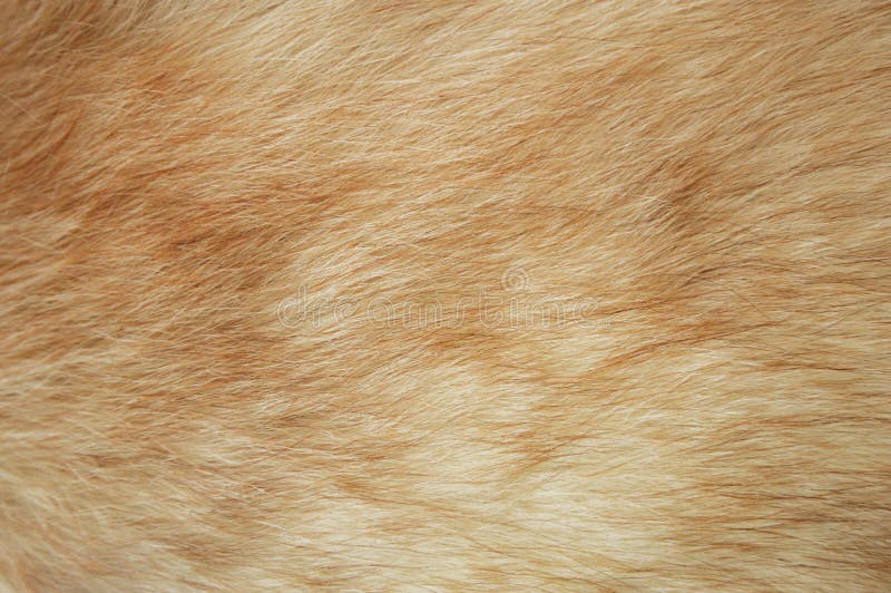 The Fur of a Fox. the Texture of the Animal`s Fur. Background for the ...