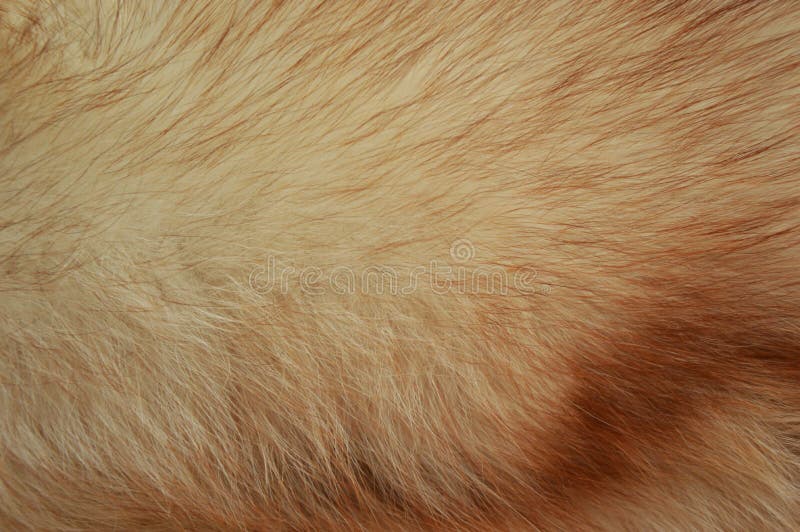 The Fur of a Fox. the Texture of the Animal`s Fur. Background for the ...