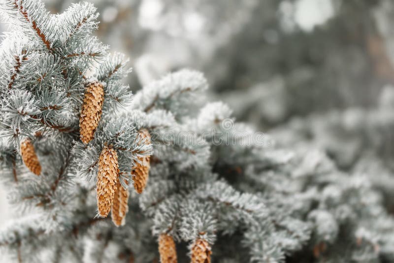 Light blue fur-tree stock photo. Image of limbs, branch - 63414210