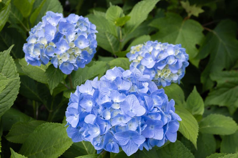 Light Blue Hydrangea Flowers Blooming in the Hydrangea Temple in Early Summer. Stock Photo ...