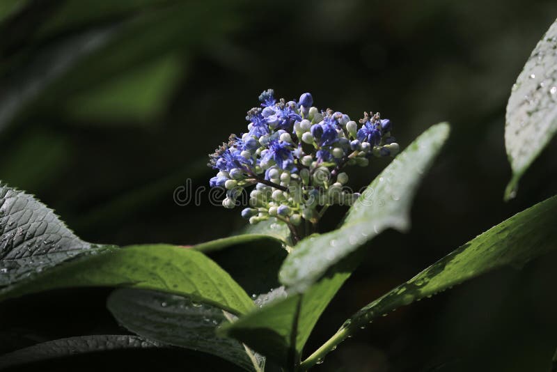 The Light Blue Hydrangea in the Garden Stock Photo - Image of blue, flora: 255860270
