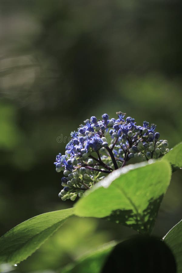 The Light Blue Hydrangea in the Garden Stock Image - Image of botany ...