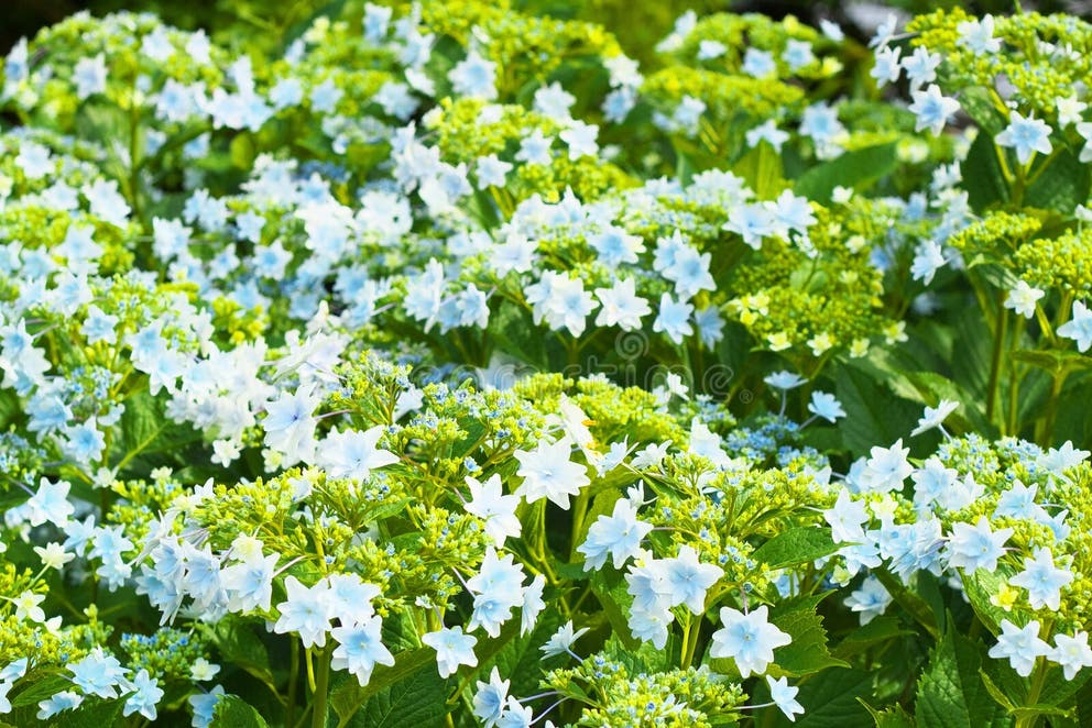 Light blue hydrangeas stock image. Image of japan, light - 98923925