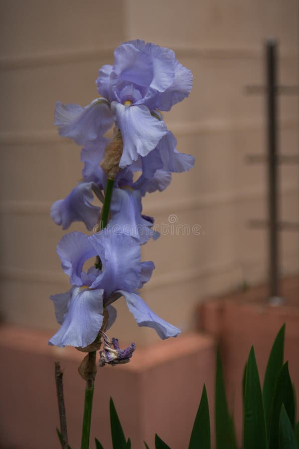 Light Blue Irises on the Buffy Background Stock Image - Image of iris ...