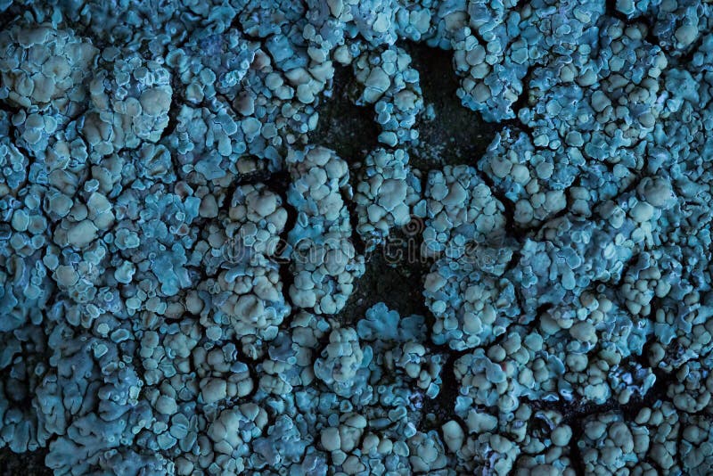 Light blue Lichen Close up stock photo. Image of grow - 90169422