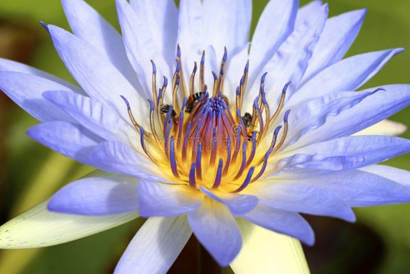 Light blue lotus stock image. Image of noble, peace, garden - 57310731