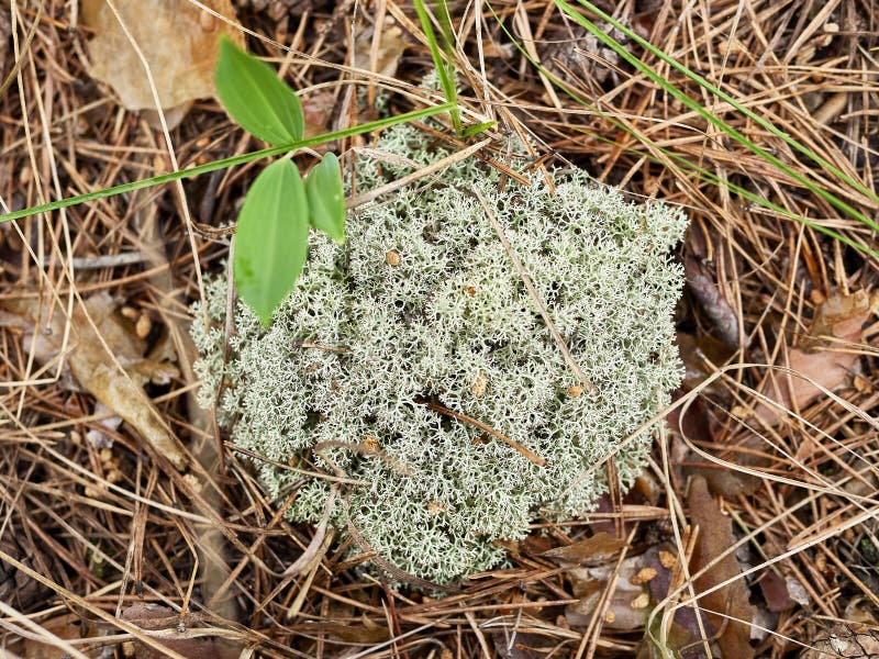 Blue Moss in a Coniferous Forest Stock Photo - Image of outdoor, summer ...