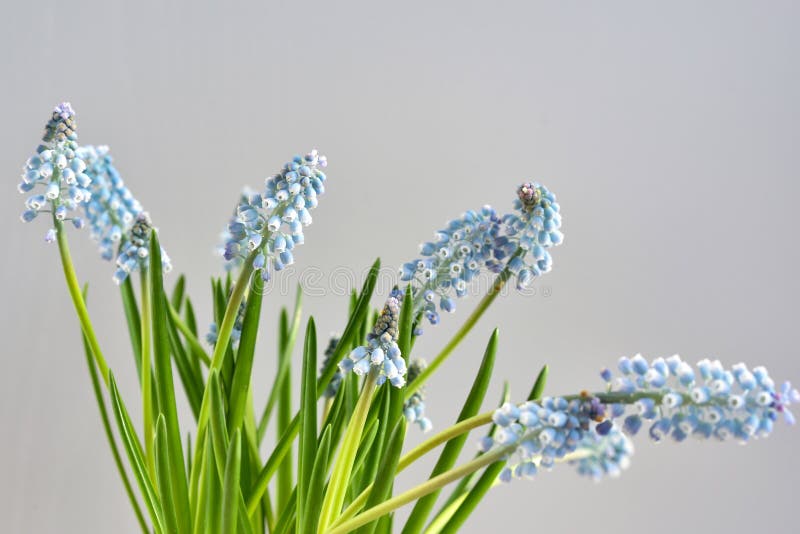 Light Blue Muscari Flowers on a Light Pastel Background. Soft Focus ...