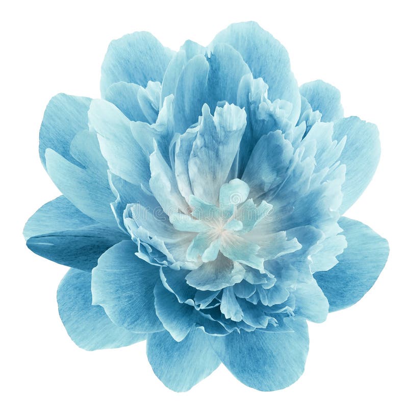 Light Blue Peony Flower on White Isolated Background. Closeup. for ...