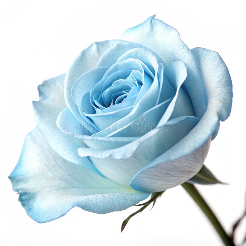 Light Blue Rose in Full Bloom Stock Illustration - Illustration of ...