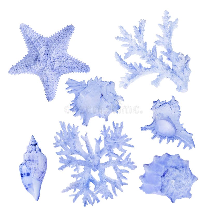 Light Blue Sea Shell Animals Collection Stock Image - Image of ...
