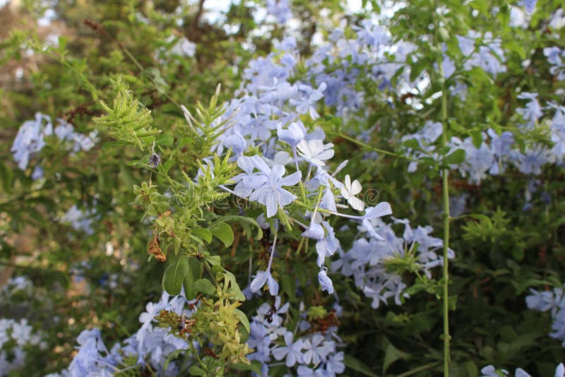 Light blue small flowers stock image. Image of group - 83446319