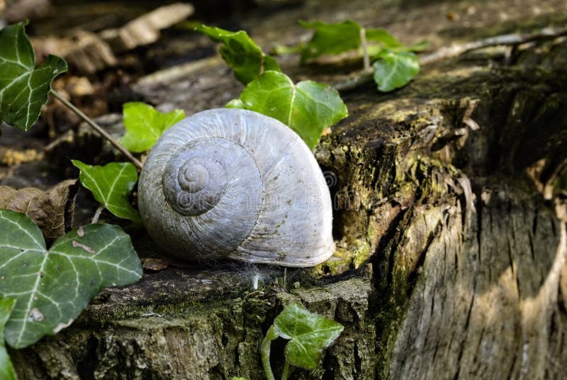 Blue Snail Crawls Along a Rock Stock Photo - Image of smily, blue ...