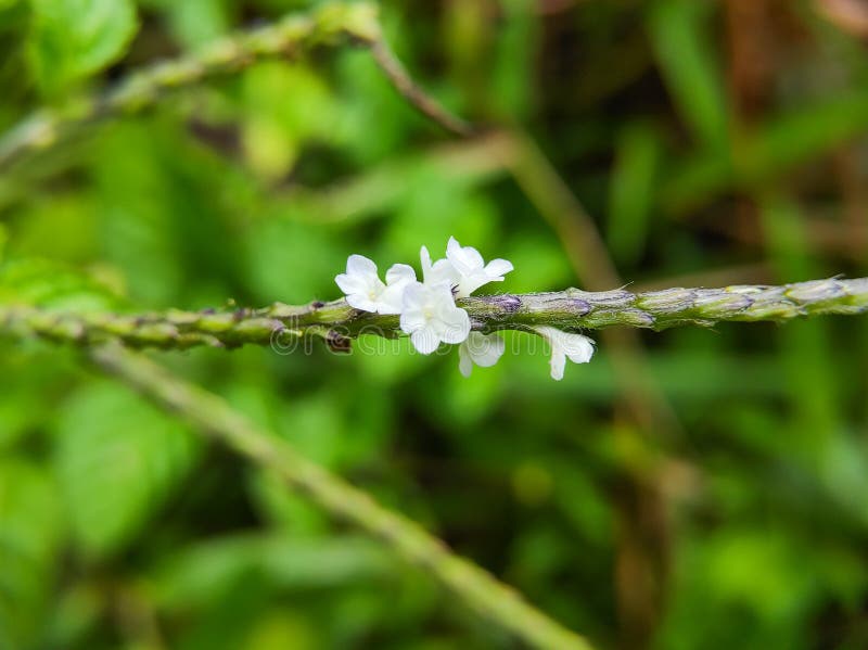 Light Blue Snakeweed Flower, Stachytarpheta Jamaicensis Stock Photo ...