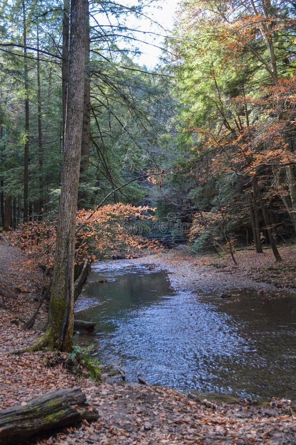 Light Blue Stream of Water Flowing through a Forest Stock Image - Image ...