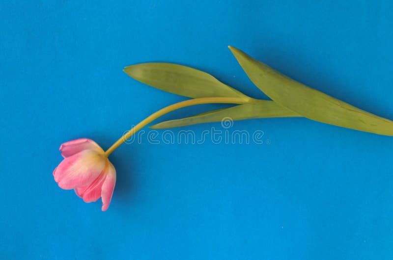 Light Blue Tulip on a Blue Background. Stock Illustration ...