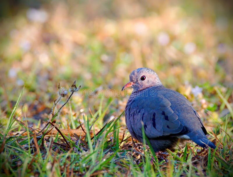 Light Blue Turtle Dove Perched on a Grassy Meadow Surrounded by a ...