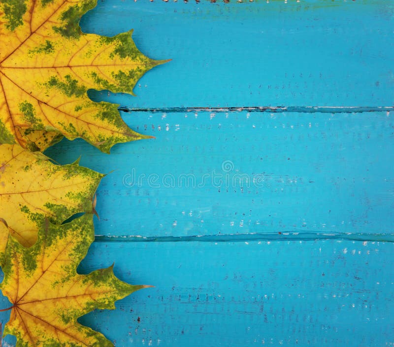 Light Blue Wooden Background and Maple Leaves Stock Image - Image of ...
