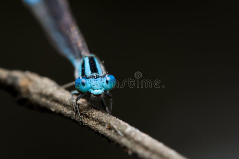 Young dragonfly stock image. Image of nature, natural - 75551981