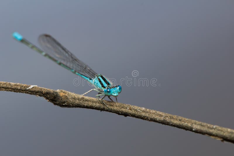 Light blue young Dragonfly stock photo. Image of young - 84569786