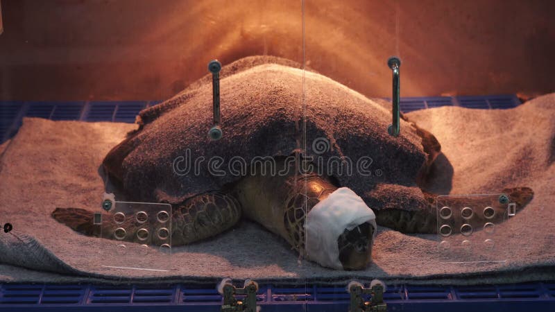 Light Box for Animals Used To Control the Temperature of the Sea ...