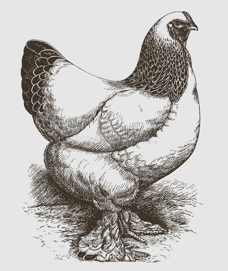 Side View Brahma Hen Stock Illustrations – 11 Side View Brahma Hen ...