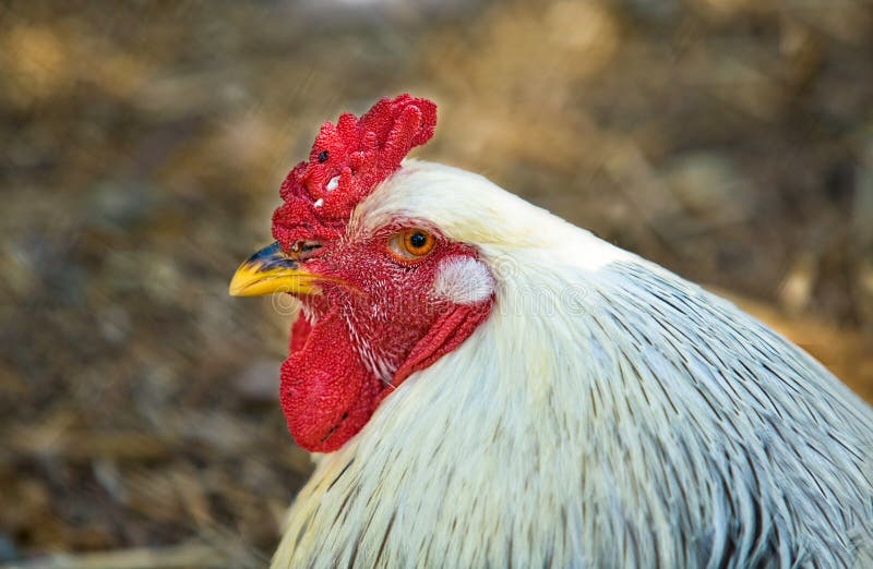 Light Brahma rooster stock photo. Image of isolated, shot - 37099146