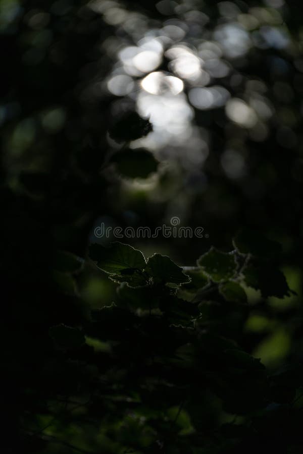 Light Breaking through the Leaves Stock Photo - Image of leavesn ...