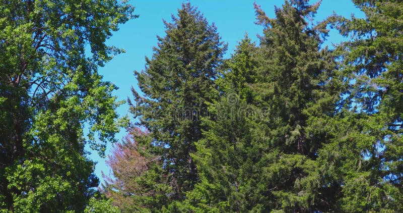 Light Breeze Blowing through Tall Trees in a Park Stock Footage - Video ...